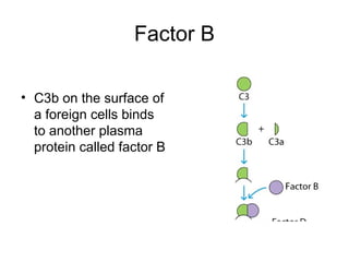 Complement System-Properties and functions | PPT