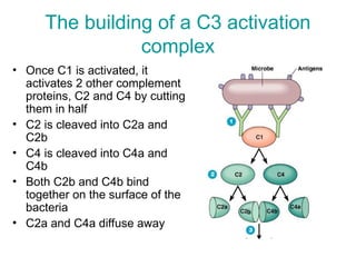 Complement System-Properties and functions | PPT