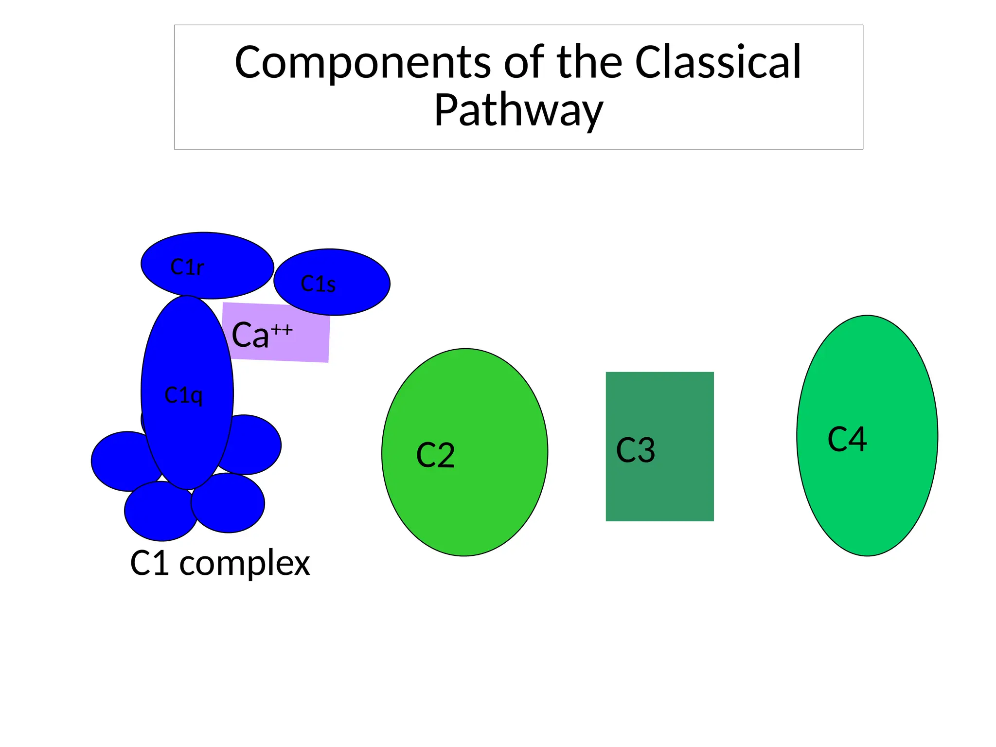 Complement system Activation of immune system | PPT