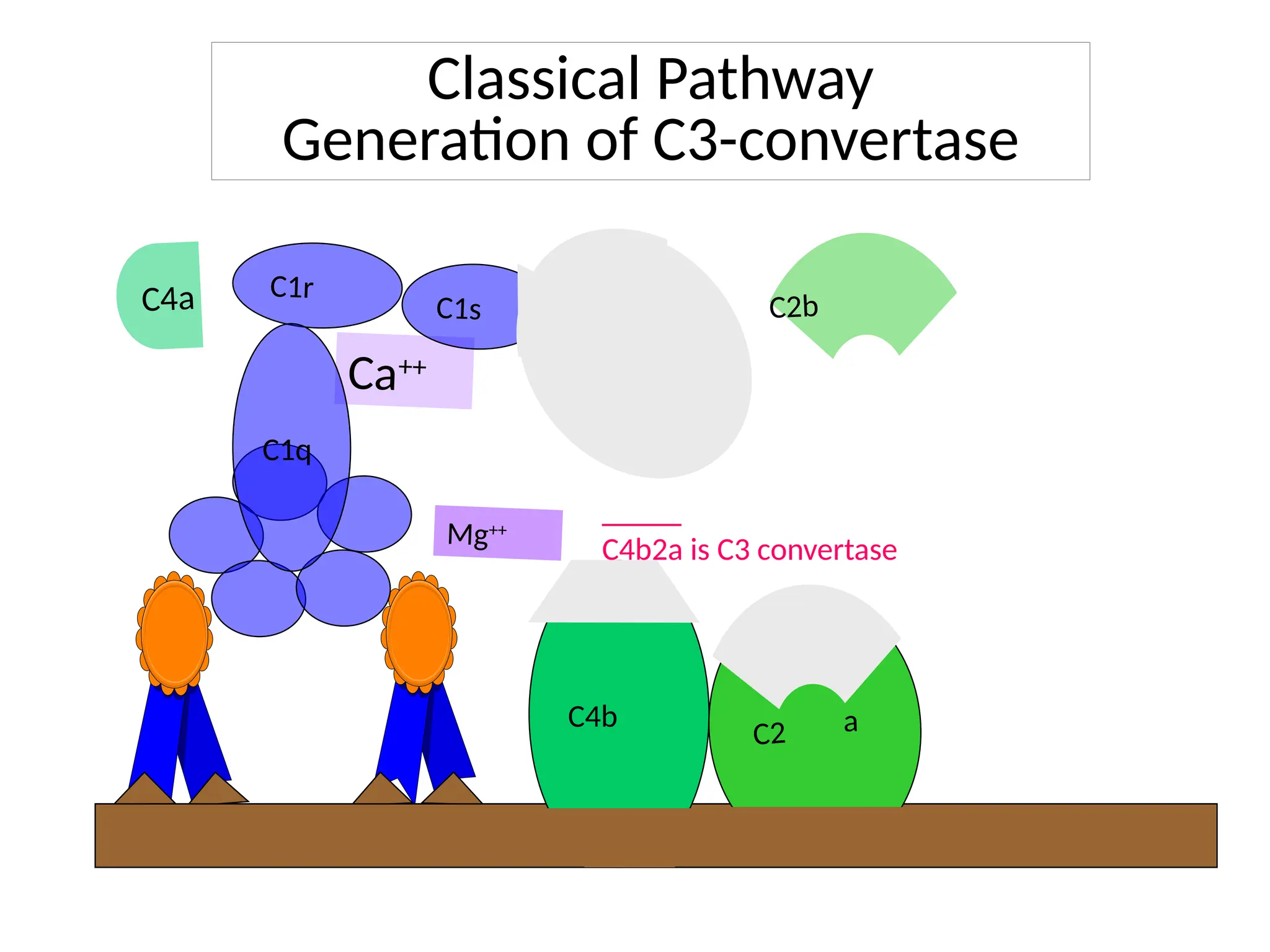 Complement system Activation of immune system | PPT