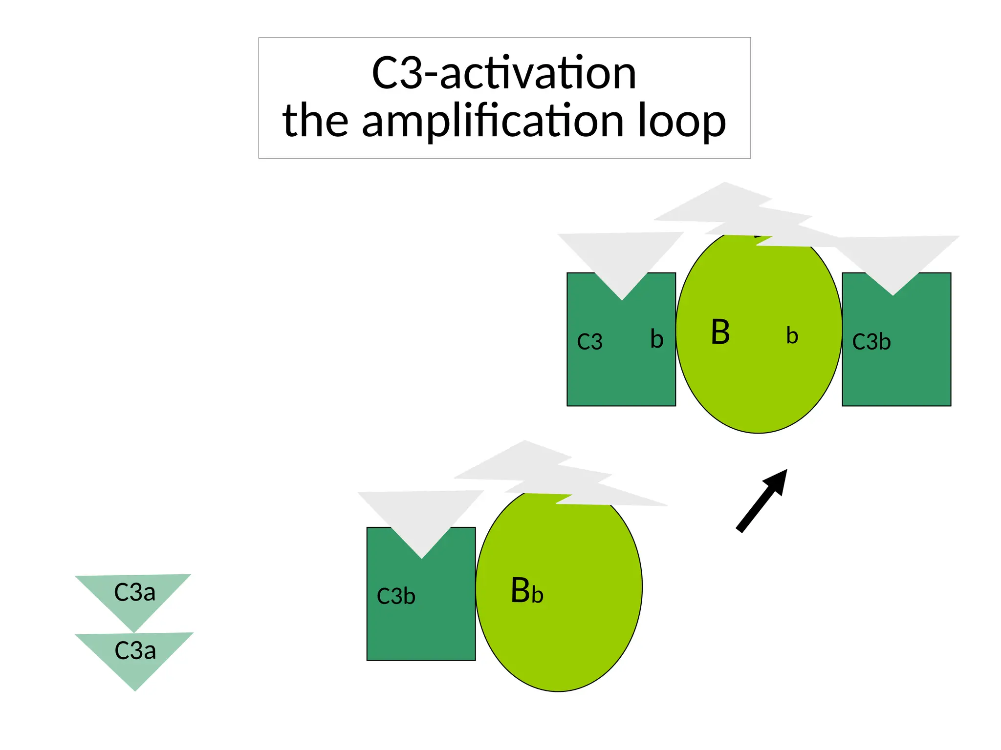 Complement system Activation of immune system | PPT