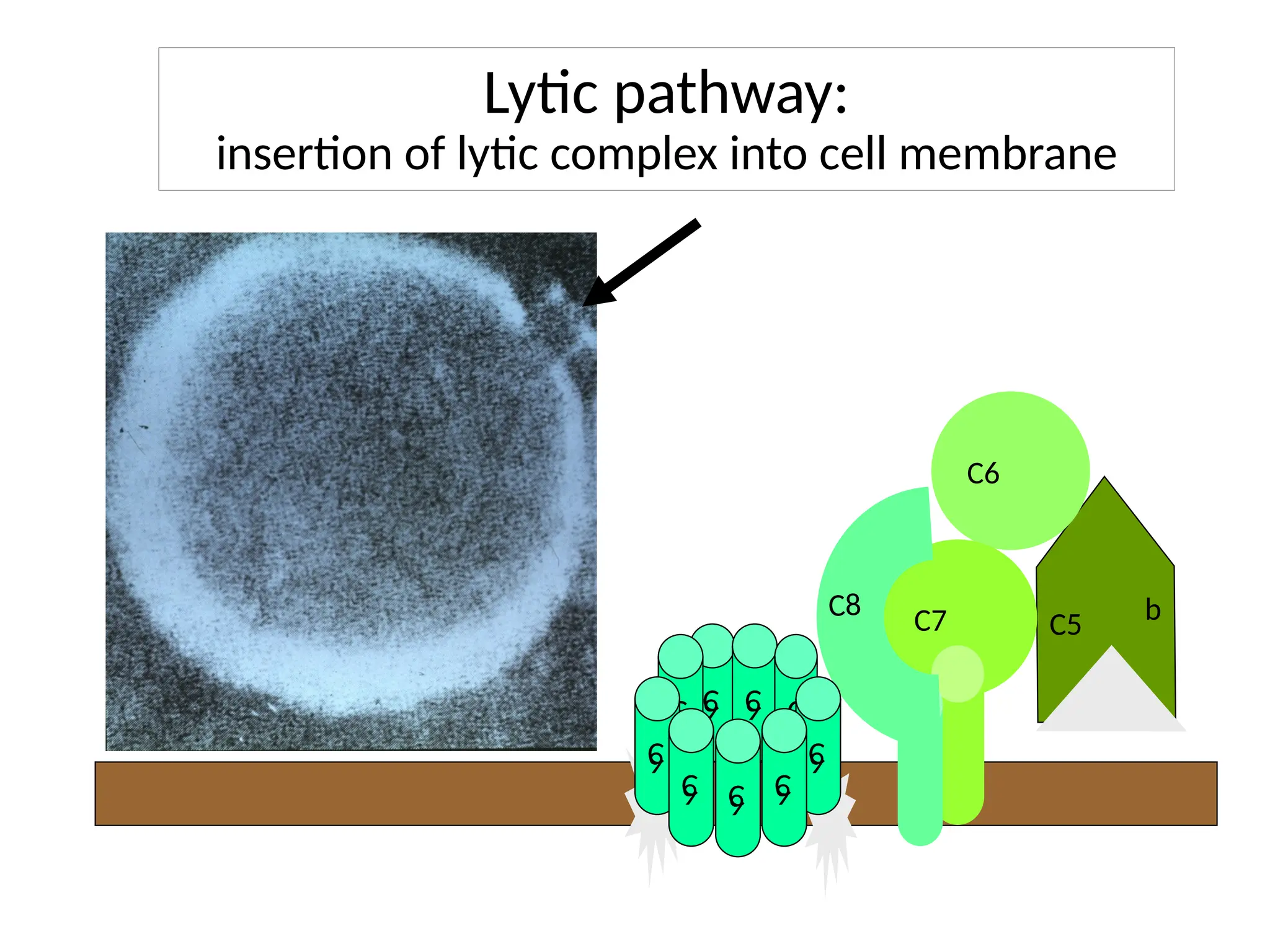 Complement System Activation Of Immune System Ppt