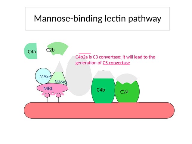 Complement system Activation of immune system | PPT