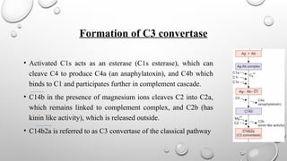 Complement System: Pathways, Regulations and biological effects.pptx