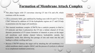 Complement System: Pathways, Regulations and biological effects.pptx