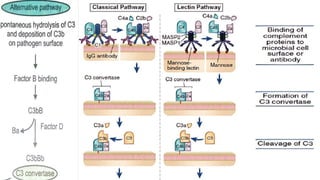 COMPLEMENT SYSTEM AND ITS CLINICAL IMPLICATIONS | PPT