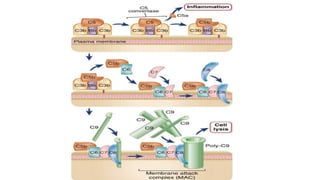 COMPLEMENT SYSTEM AND ITS CLINICAL IMPLICATIONS | PPT