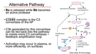Complement System.pdf immunology lecture | PPT