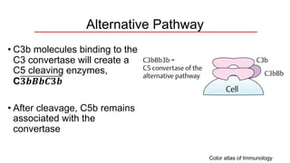 Complement System.pdf immunology lecture | PPT