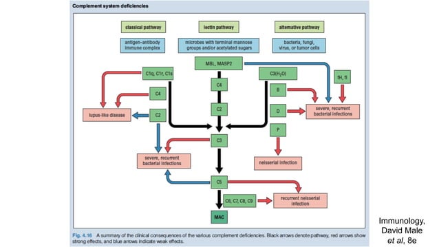 Complement System.pdf immunology lecture | PPT