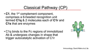 Complement System.pdf immunology lecture | PPT