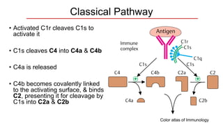 Complement System.pdf immunology lecture | PPT