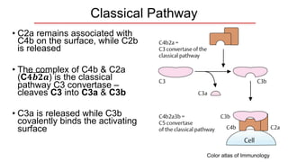 Complement System.pdf immunology lecture | PPT