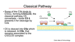 Complement System.pdf immunology lecture | PPT