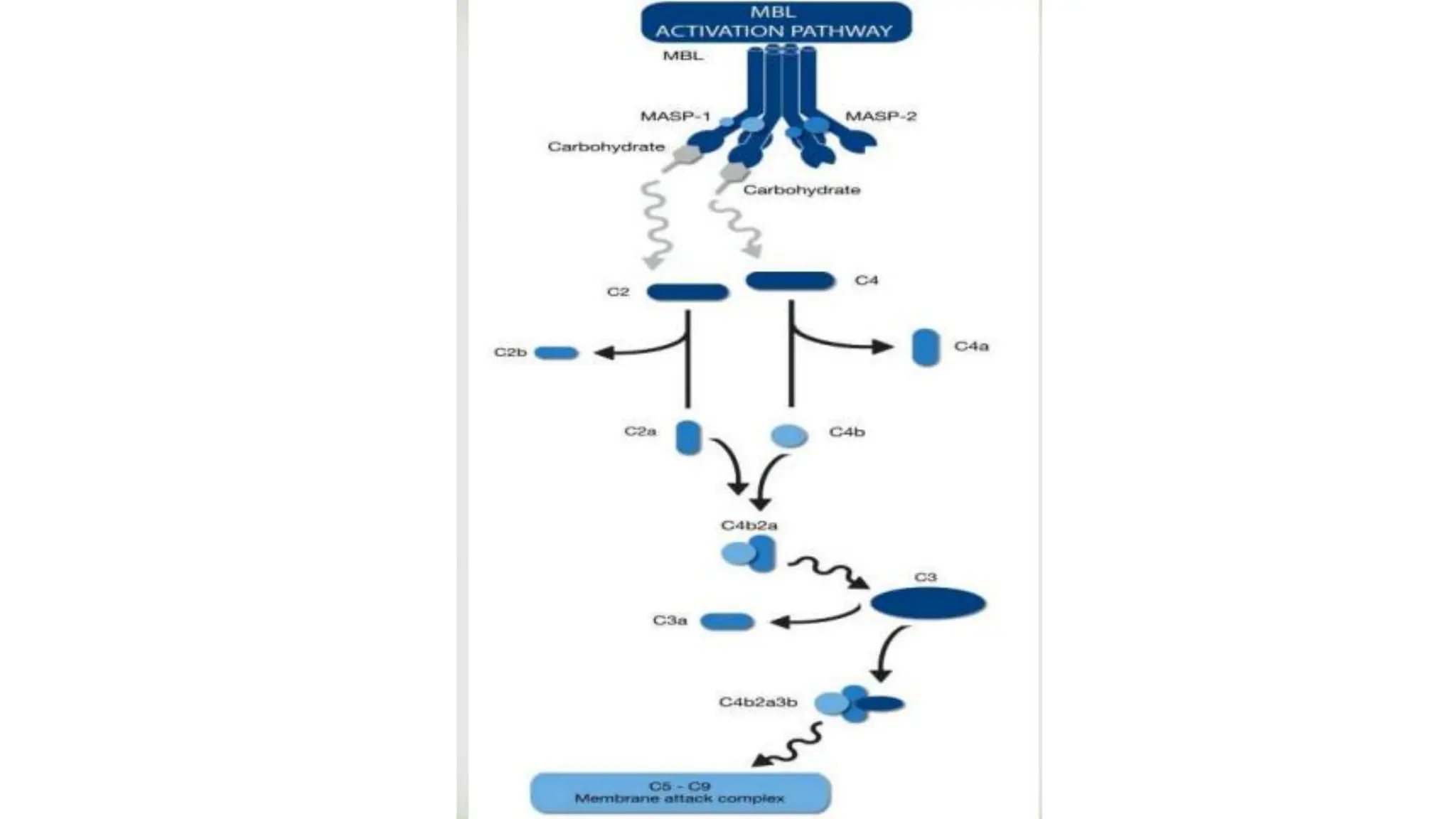 Complement System In Immunology And Serologypdf 8650