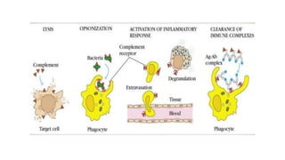 Complement System in immunology and serology.pdf