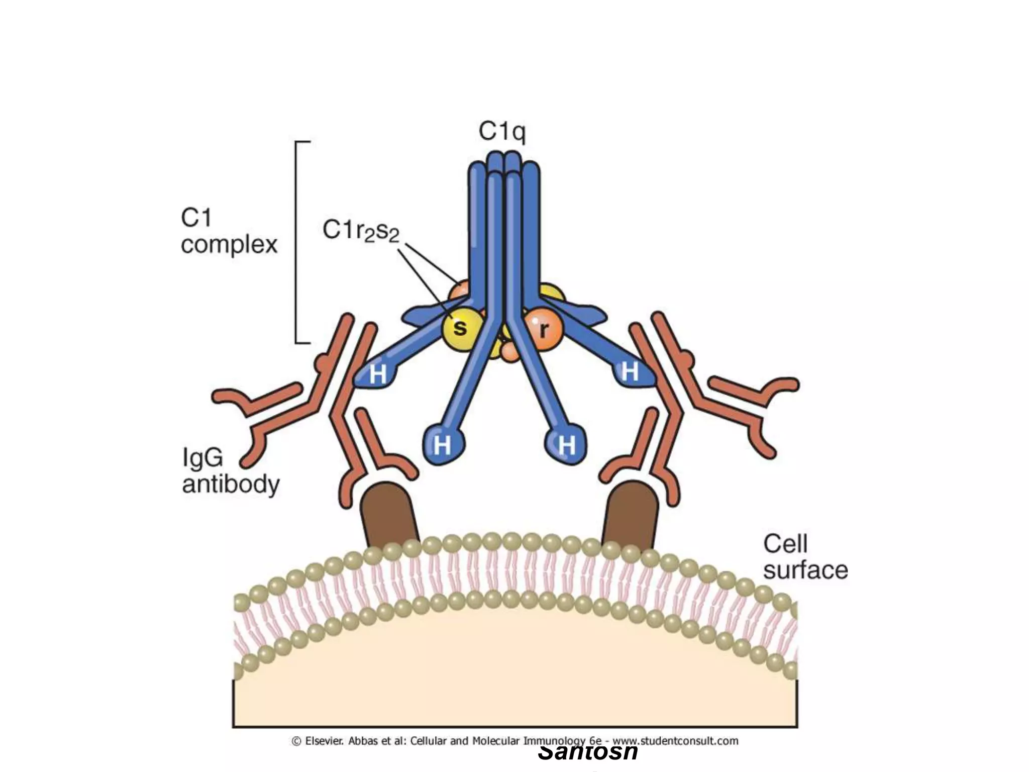 Complement system | PPTX