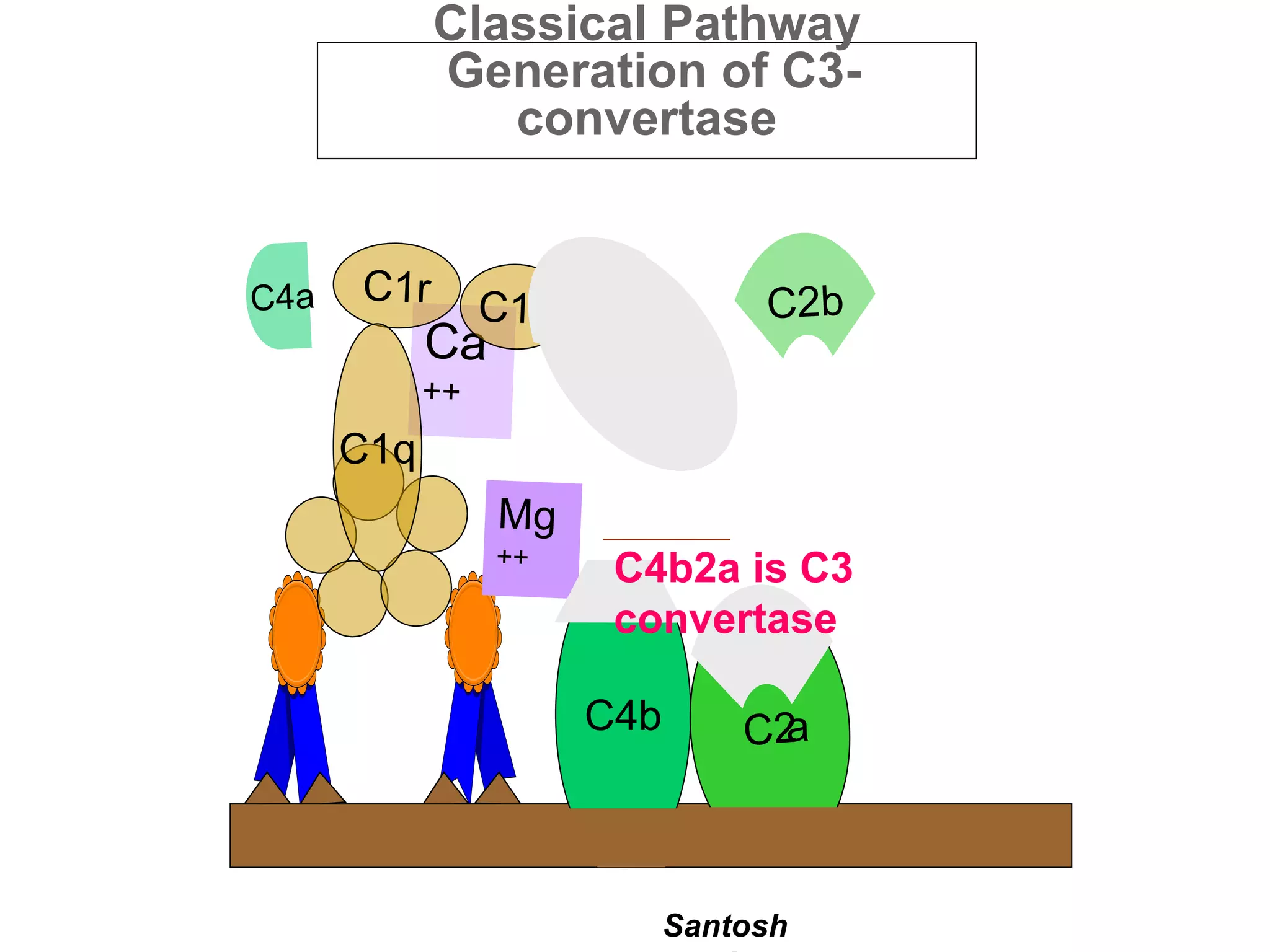 Complement system | PPTX