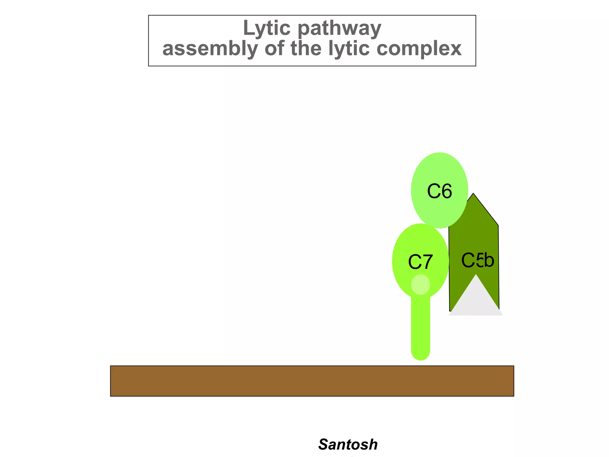 Complement system | PPTX