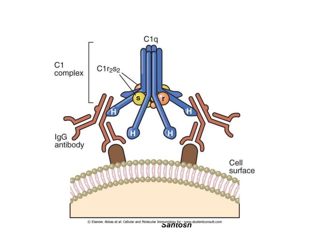 Complement system | PPTX