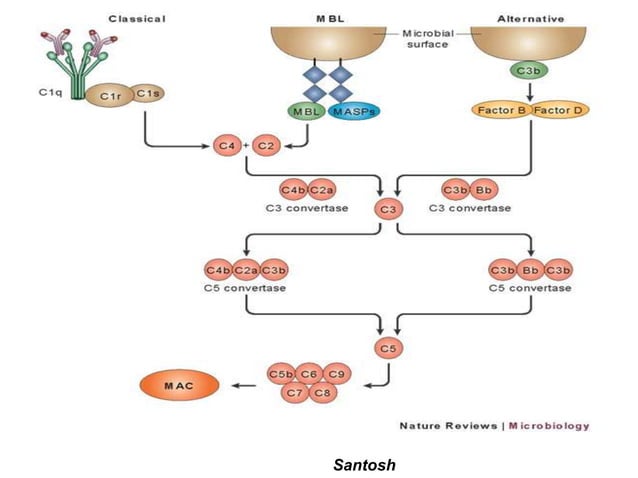 Complement system | PPTX