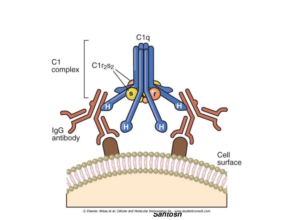 Complement system