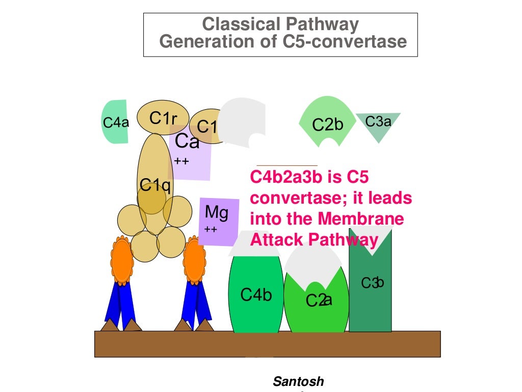 Complement system