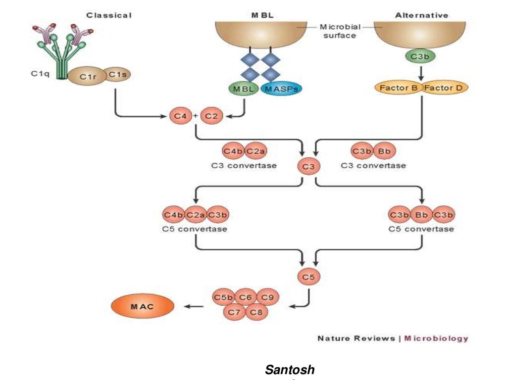 Complement system