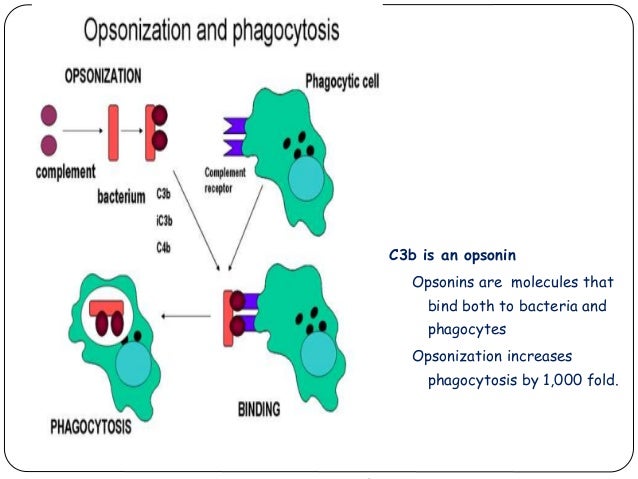 Complement system