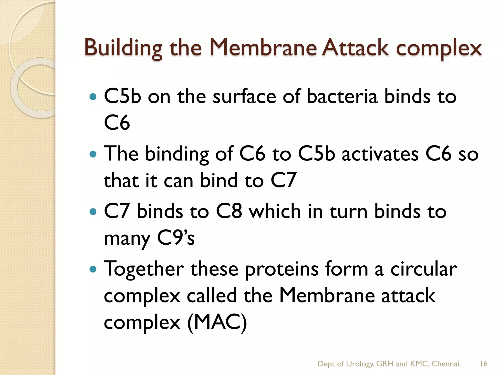 Complement system Immunoglobulin | PDF