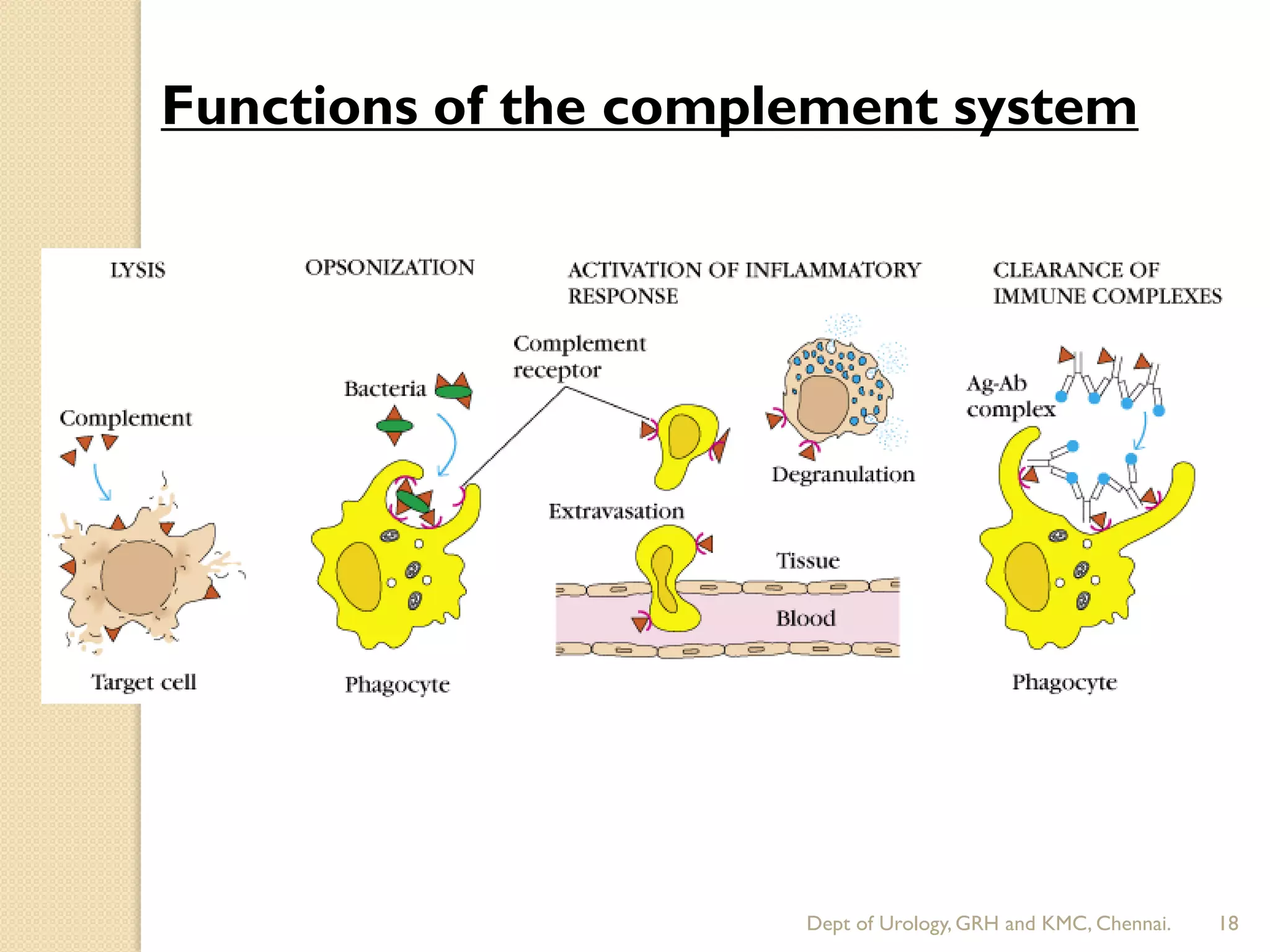 Complement system Immunoglobulin | PDF