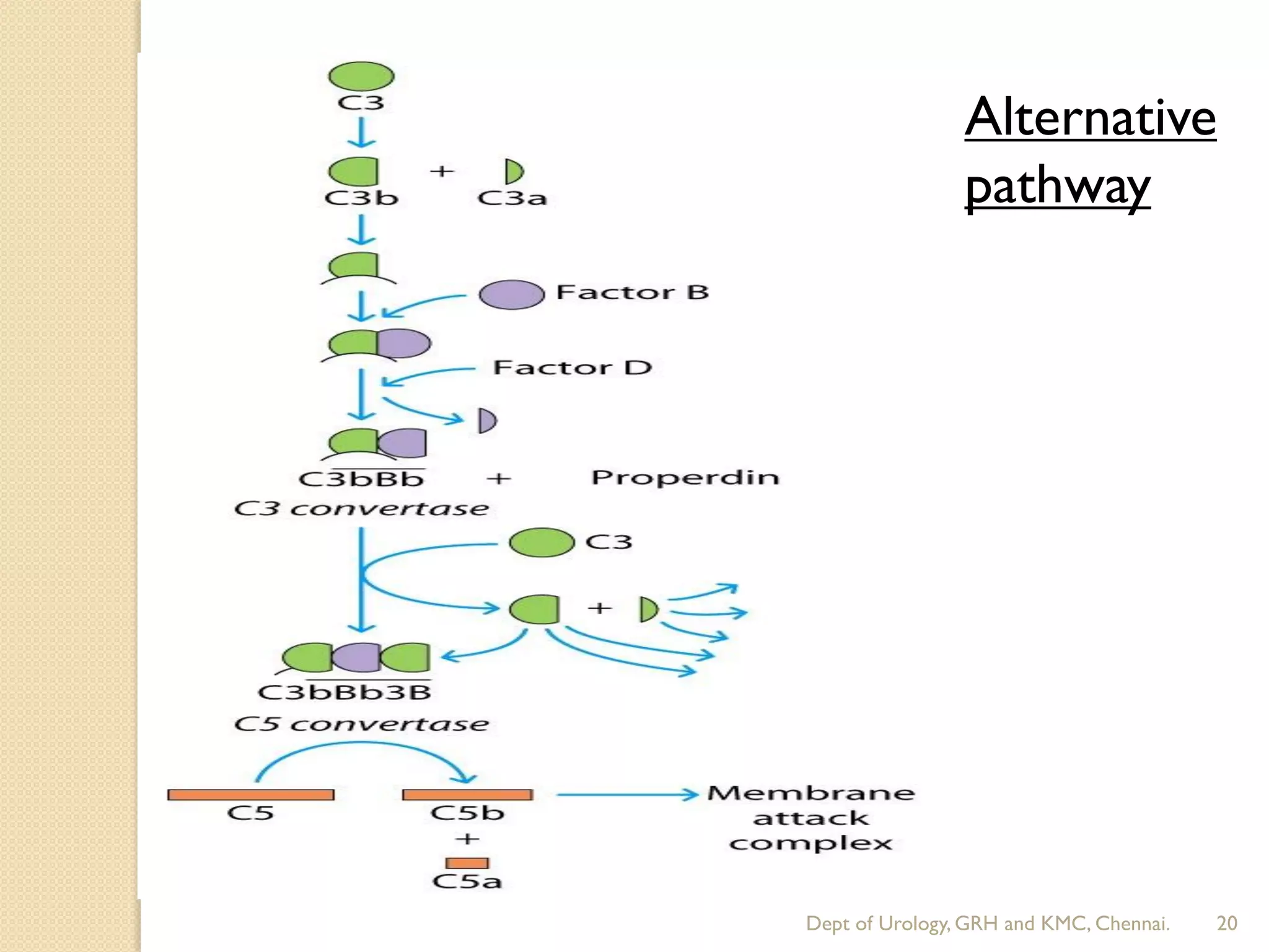 Complement system Immunoglobulin | PDF