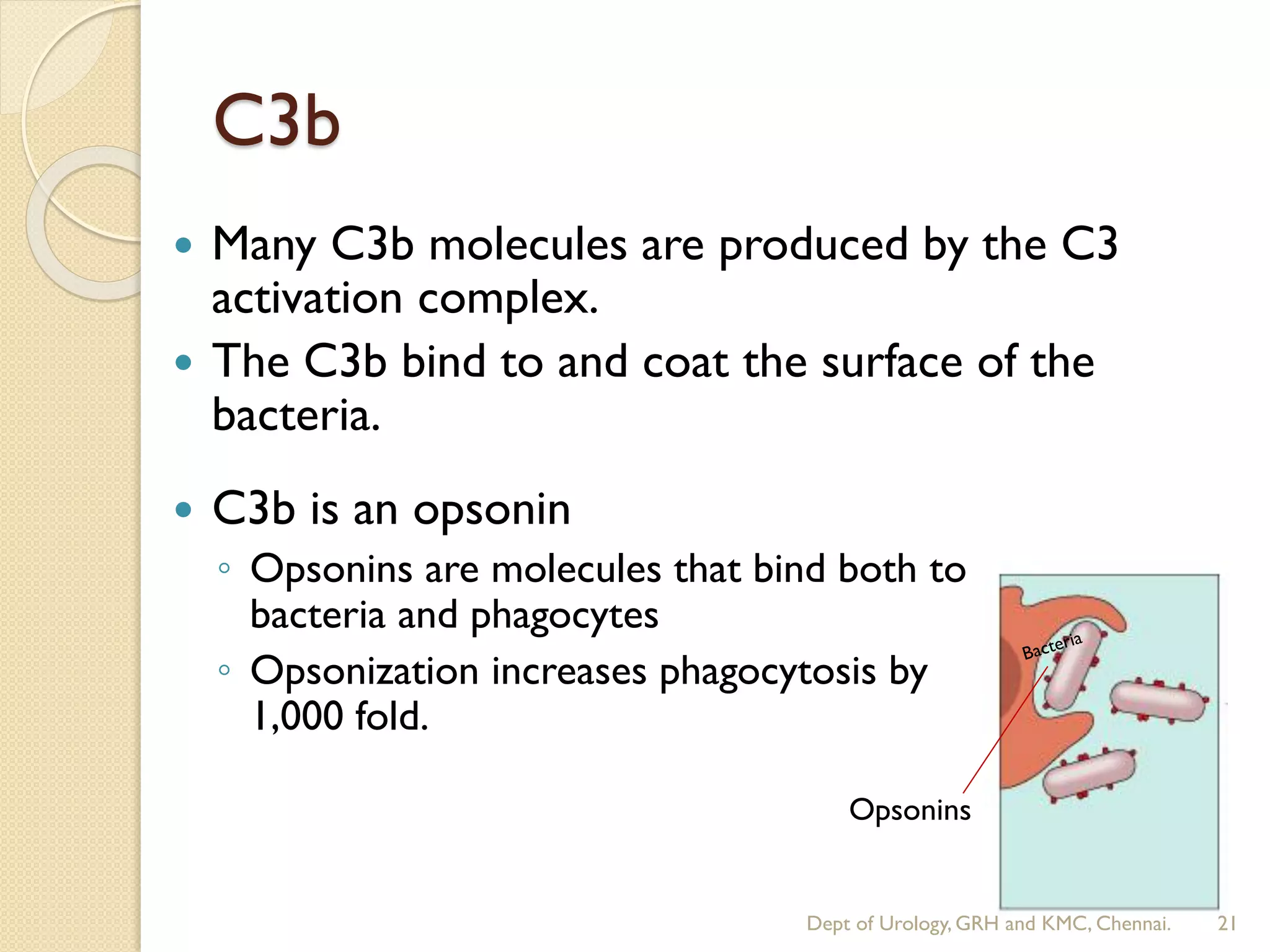 Complement system Immunoglobulin | PDF