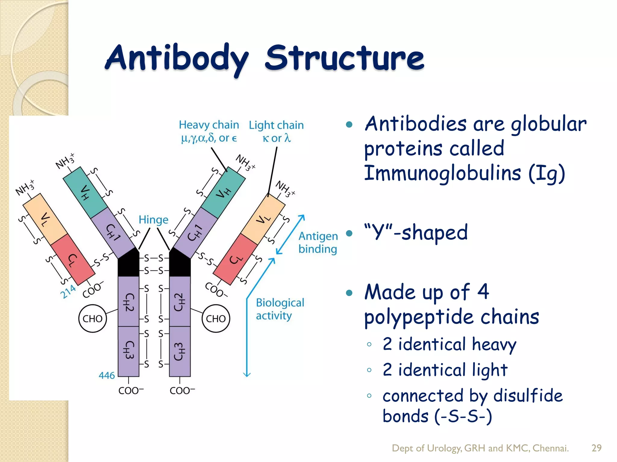 Complement system Immunoglobulin | PDF