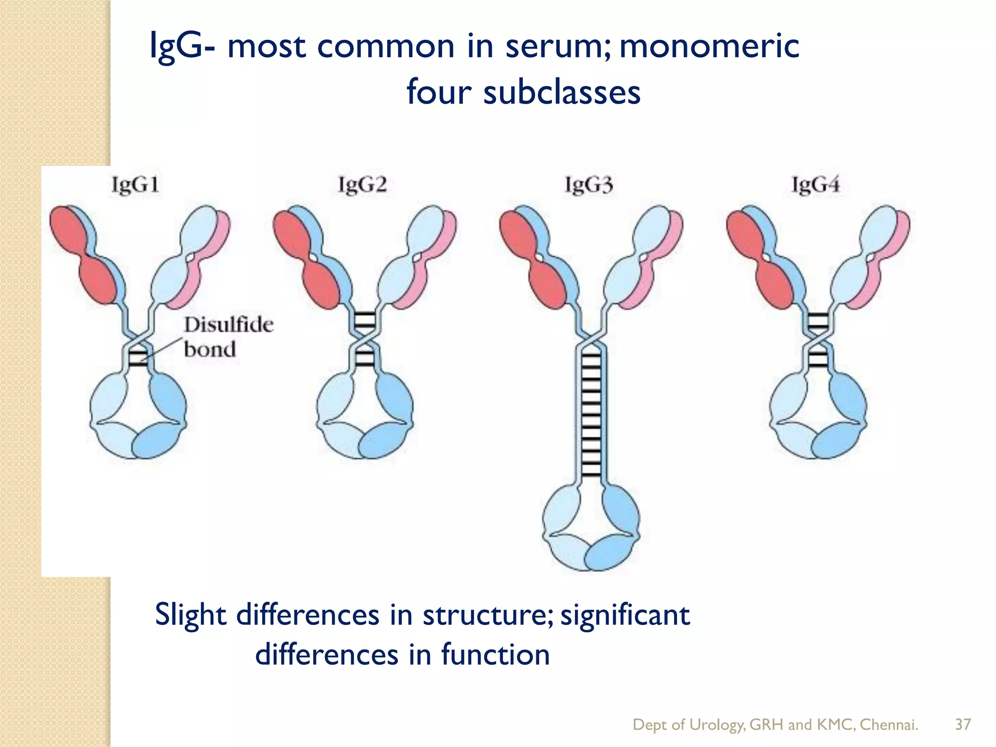 Complement system Immunoglobulin | PDF