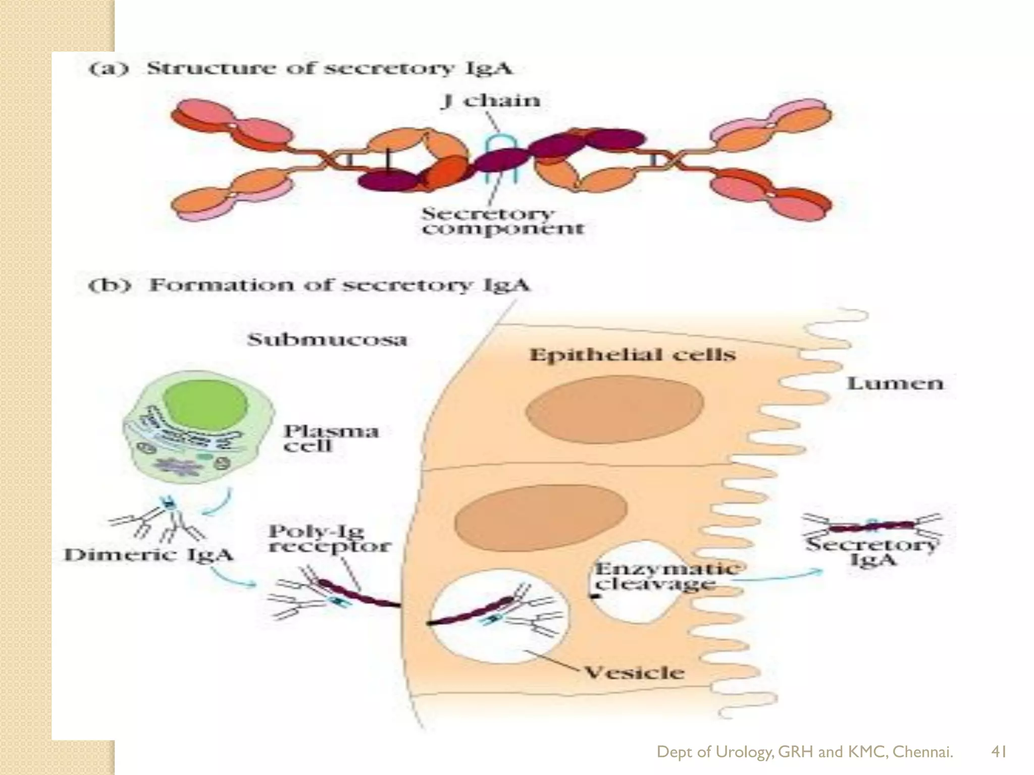 Complement system Immunoglobulin | PDF