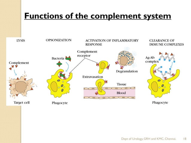 Complement system Immunoglobulin | PPT