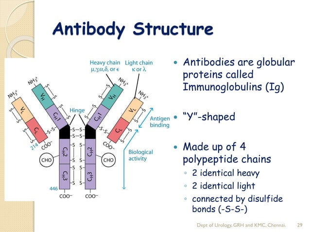 Complement system Immunoglobulin | PPT