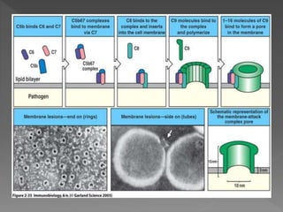 Complement system | PPTX