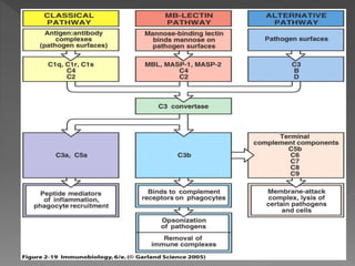 Complement system | PPTX