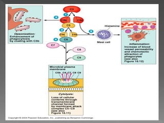 Complement system | PPTX