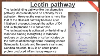 Complement system1435 | PPTX
