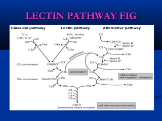 Complement system 2nd sem immunology | PPT