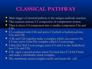 Complement system 2nd sem immunology | PPT