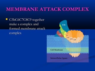 Complement system 2nd sem immunology | PPT