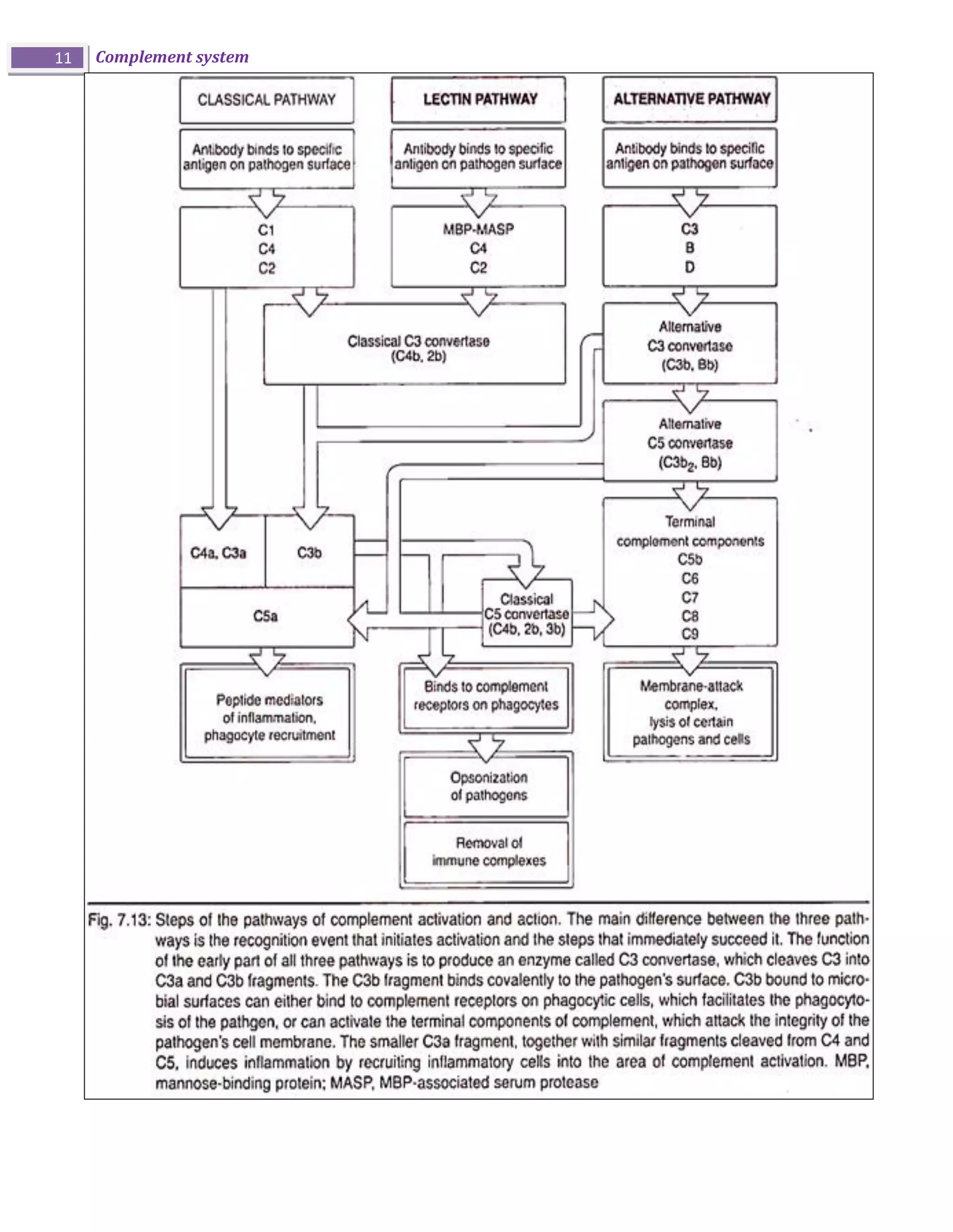 Complement system and cytokines | PDF