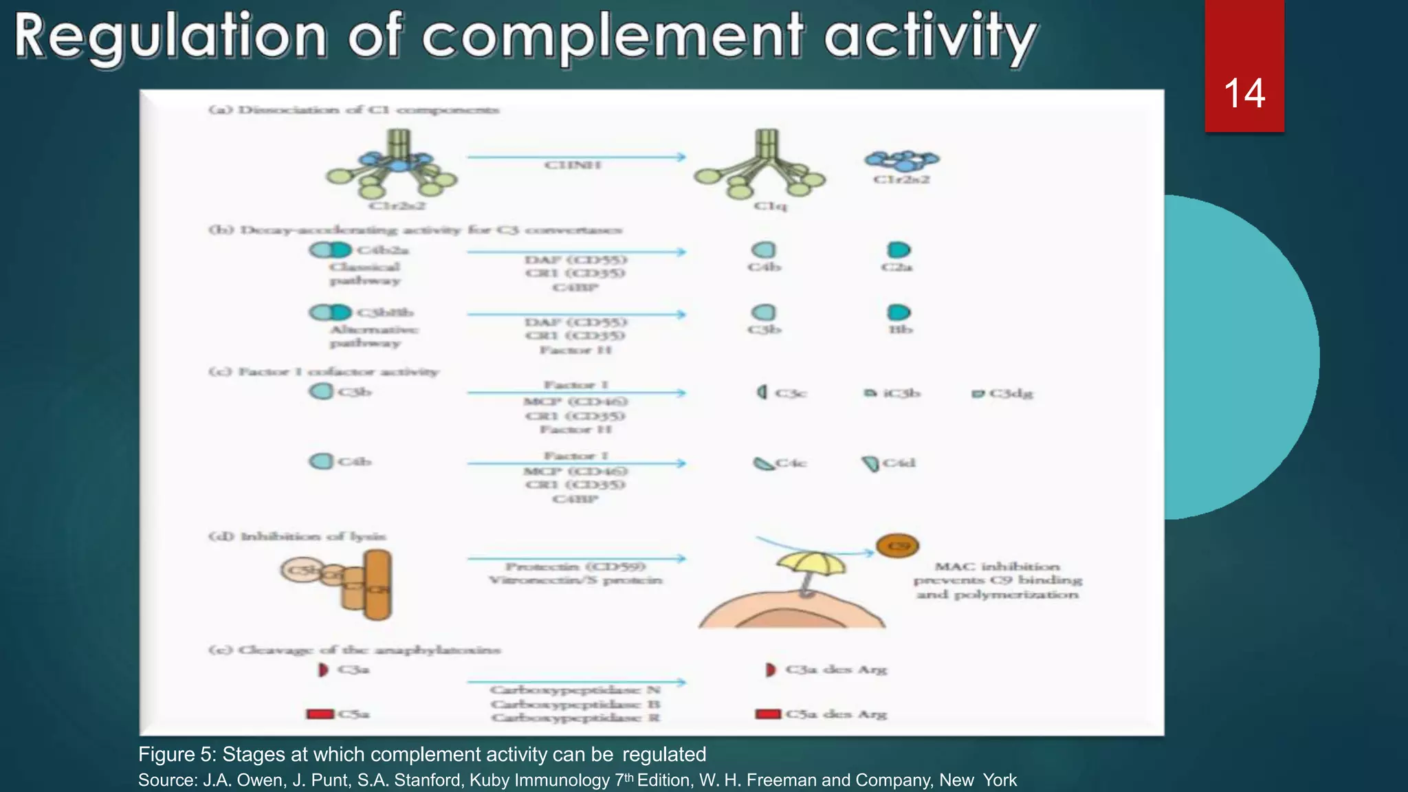 Complement system and its regulation | PPTX