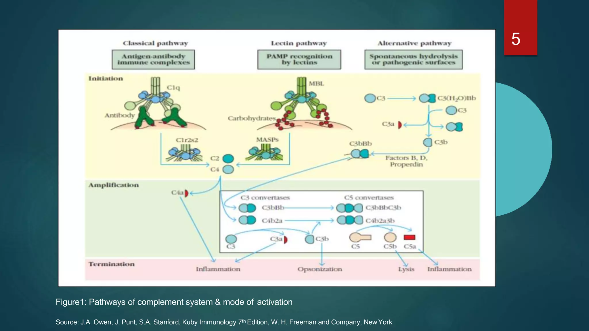 Complement system and its regulation | PPTX
