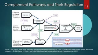 Complement system and its regulation | PPTX