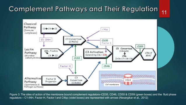 Complement system and its regulation | PPTX